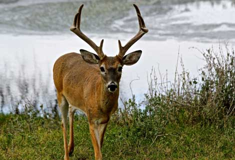 3 AR-15s for 3 Types of Game | Hunter-ed.com™