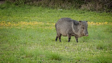 3 AR-15s for 3 Types of Game | Hunter-ed.com™