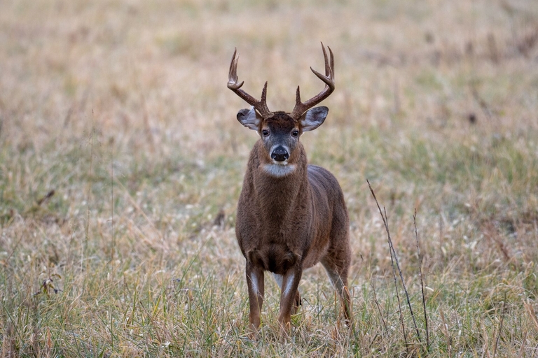How to Prepare for Whitetail Season | Hunter-ed.com™