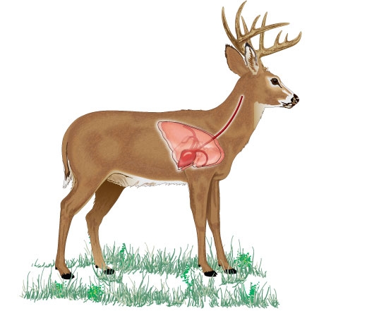 Hunter Tip: Knowing Where to Shoot a Deer | Hunter-ed.com™
