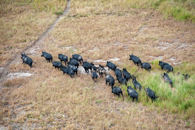 Are Wild Hogs Dangerous? What to Know | Hunter-ed.com™