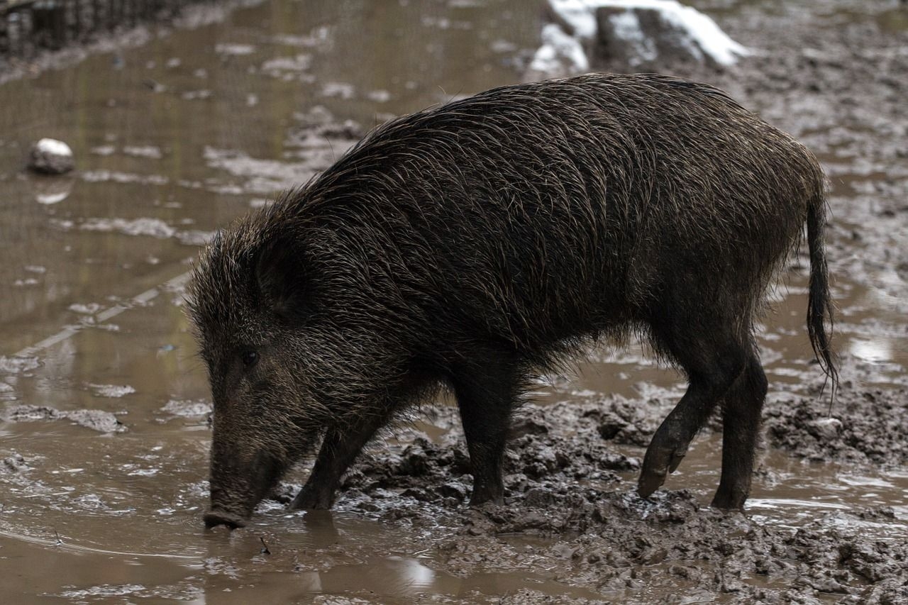 Are Wild Hogs Dangerous? What to Know | Hunter-ed.com™