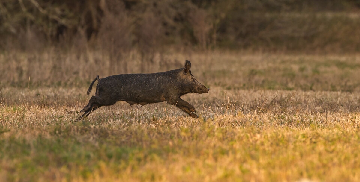 Are Wild Hogs Dangerous? Here's What to Know | Hunter-ed.com™