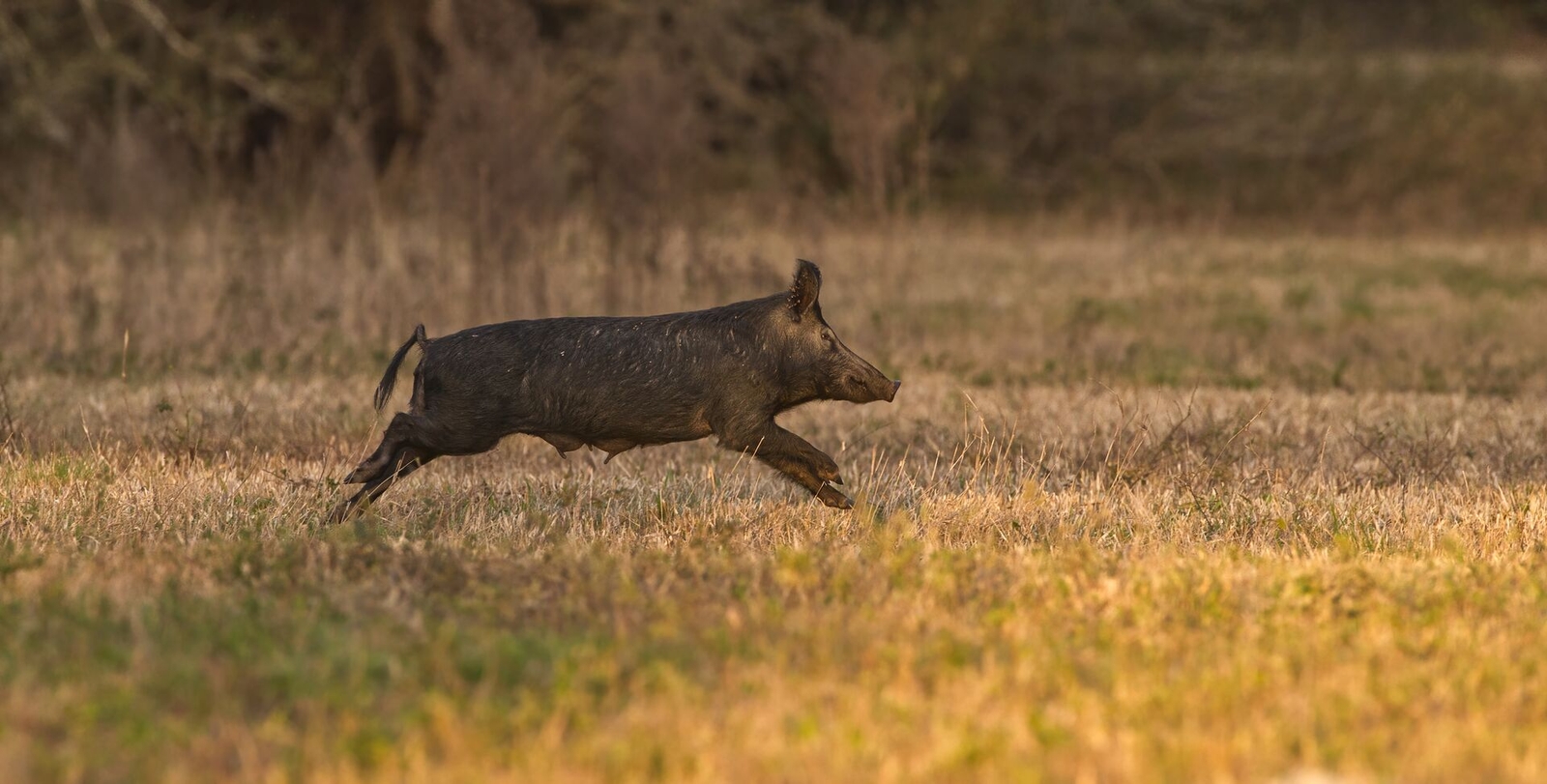 Are Wild Hogs Dangerous? Here's What to Know | Hunter-ed.com™