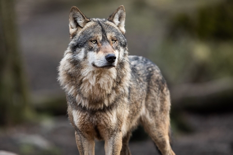 Coyote vs Wolf: What to Know Before You Shoot| Hunter-ed.com™