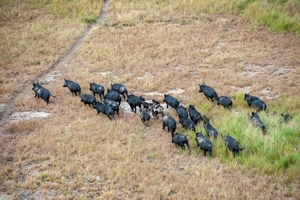 The Beginner's Guide to Wild Boar Hunting in Georgia | Hunter-ed.com™