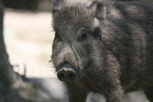 Identifying Wild Hog Tracks | Hunter-ed.com™