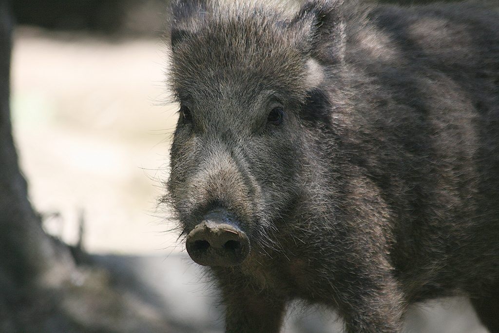 Identifying Wild Hog Tracks | Hunter-ed.com™