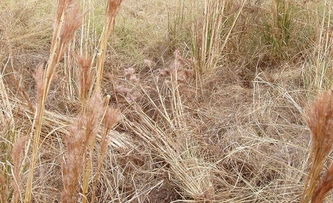 Identifying Wild Hog Tracks | Hunter-ed.com™