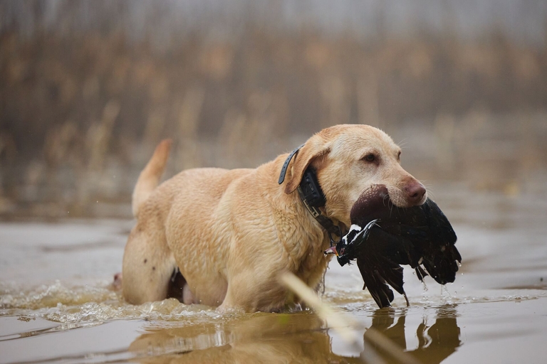 6 Types of Birds to Hunt This Year | Hunter-ed.com™