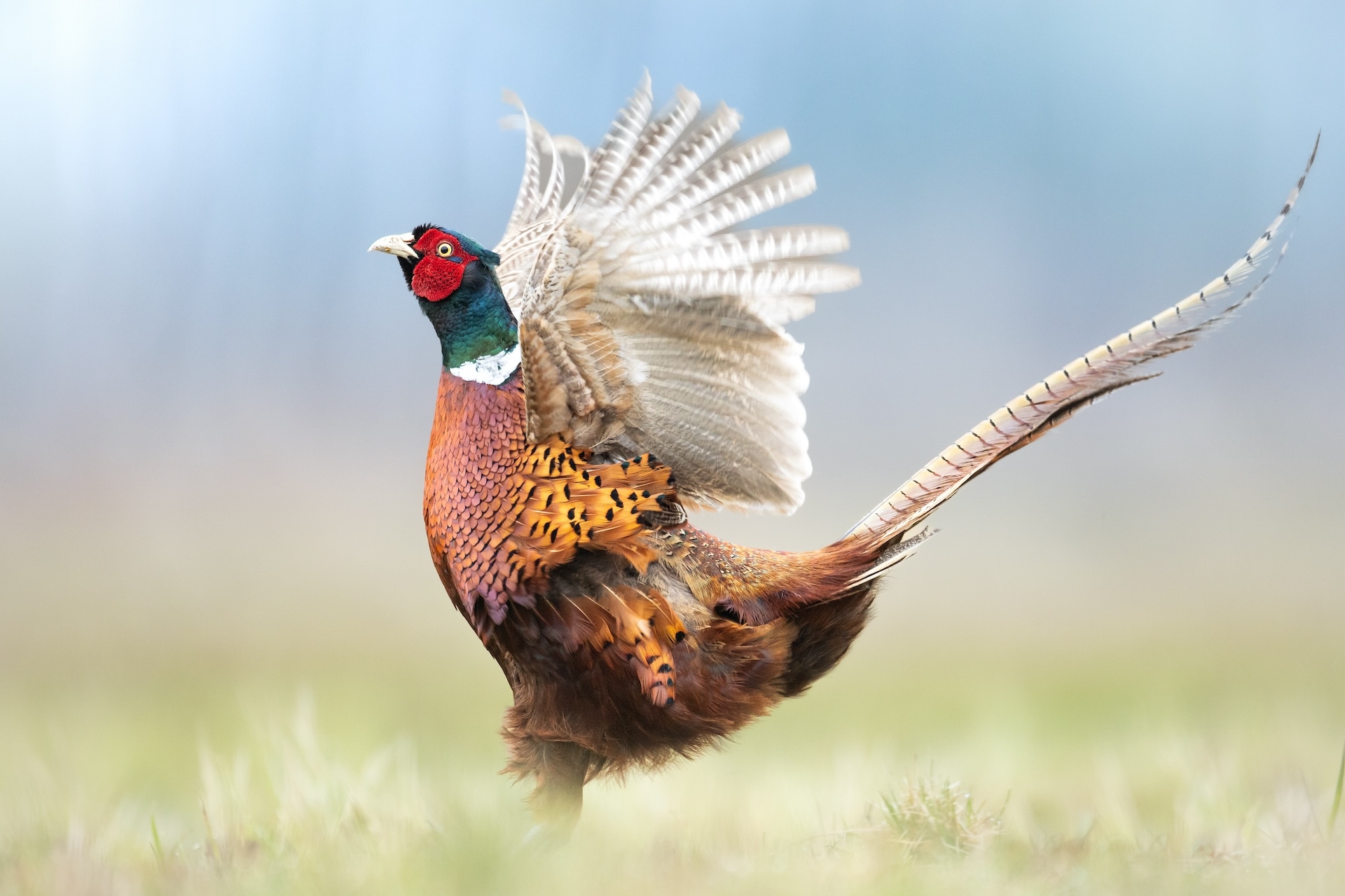 6 Types of Birds to Hunt This Year | Hunter-ed.com™
