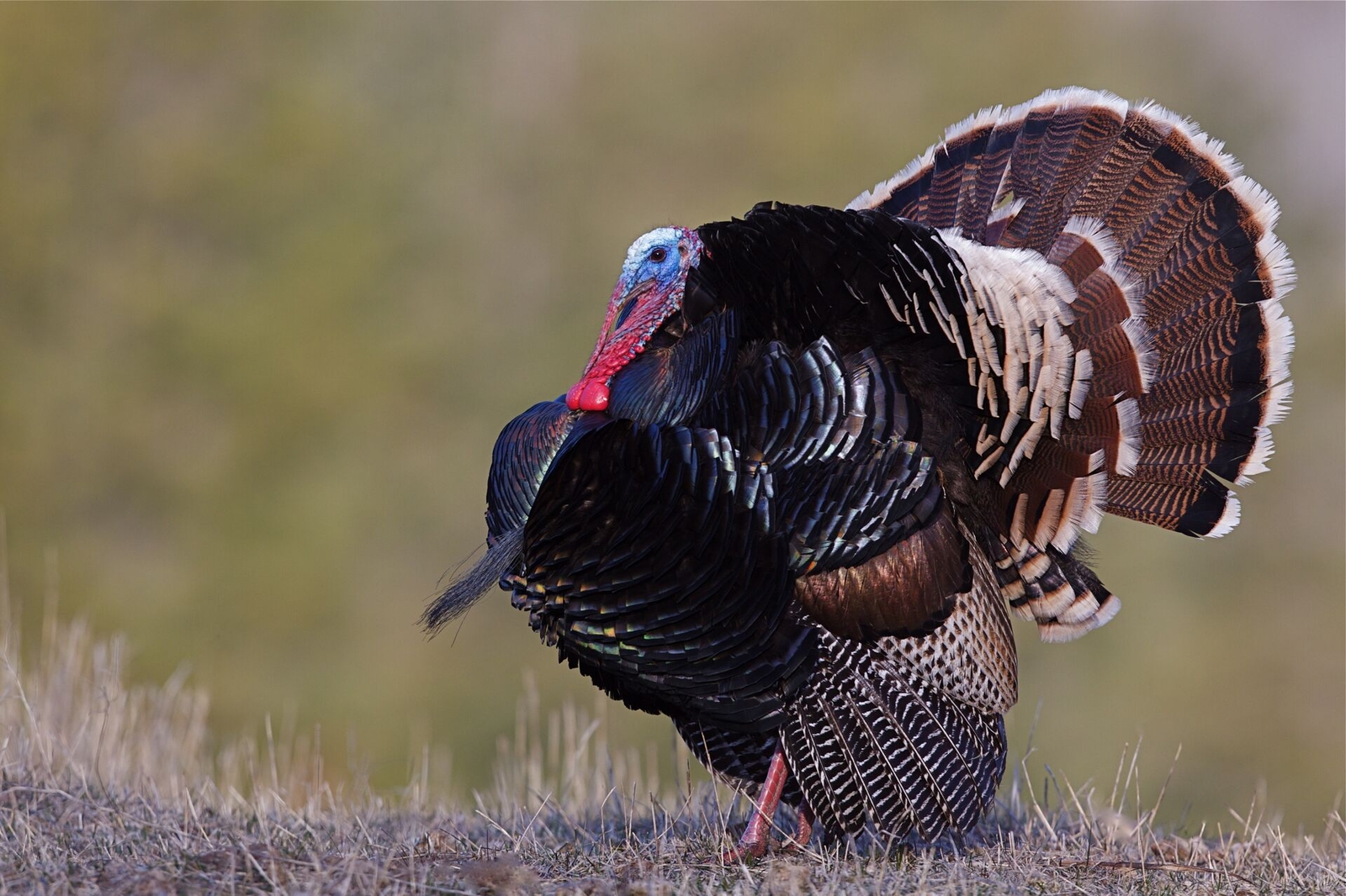 6 Types of Birds to Hunt This Year | Hunter-ed.com™