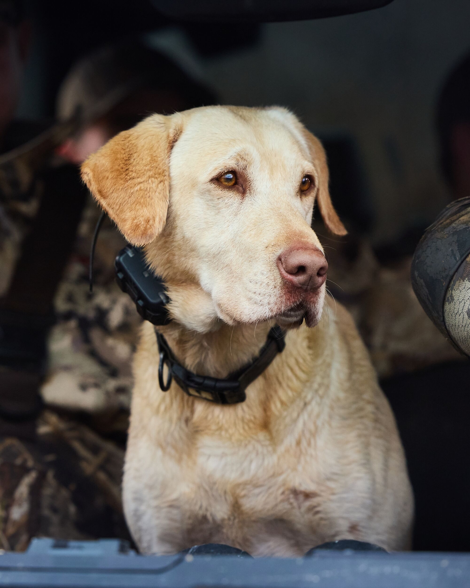 Staying Safe When Wild Hog Hunting in Alabama | Hunter-ed.com™