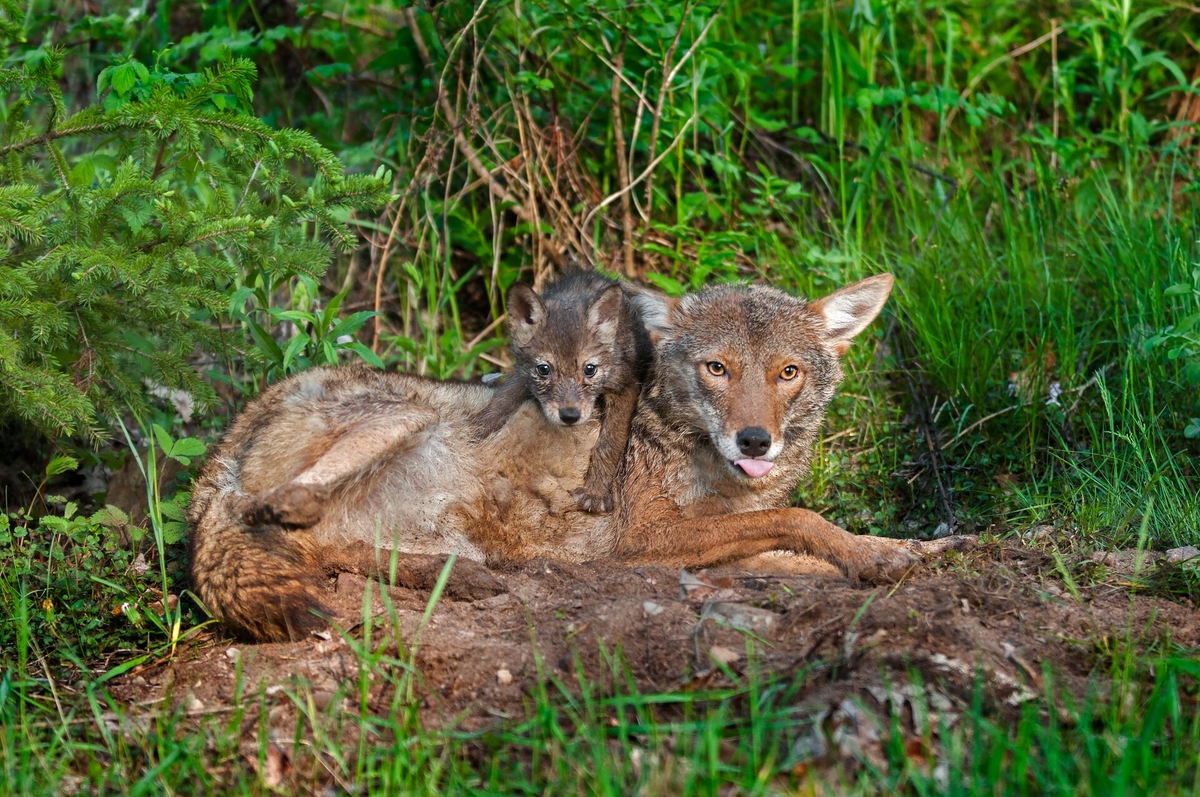 How to Hunt Coyotes in the Spring | Hunter-ed.com™