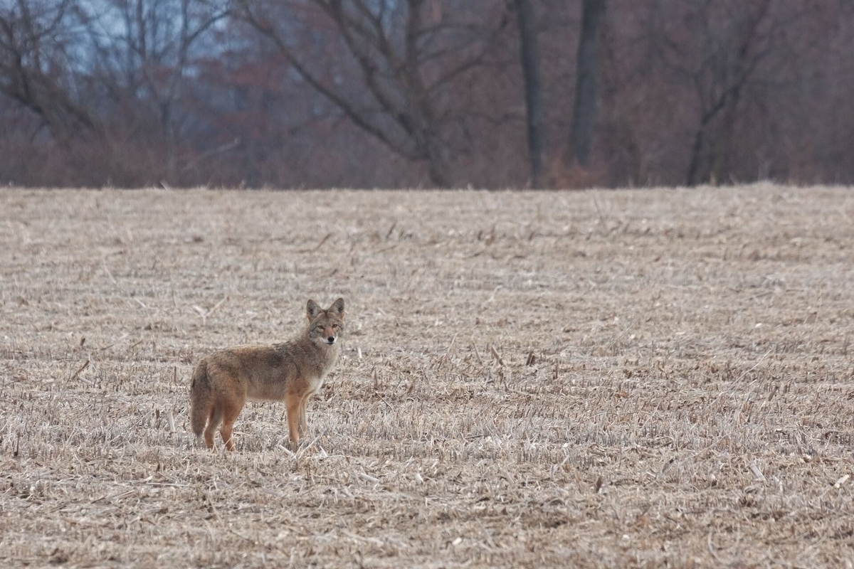 How to Hunt Coyotes in the Spring | Hunter-ed.com™