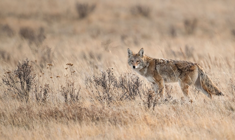 How to Hunt Coyotes in the Spring | Hunter-ed.com™