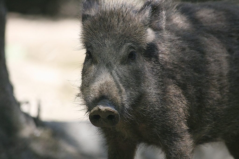 Do You Need a License to Hunt Hogs in Texas? A Guide | Hunter-ed.com™