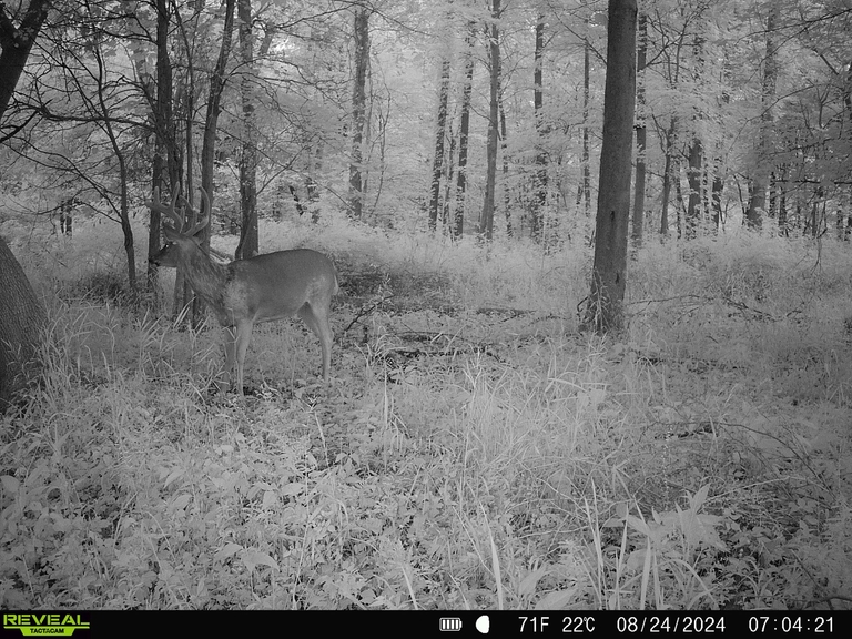 Preseason Deer Scouting Tips Before Fall Hunts | Hunter-ed.com™
