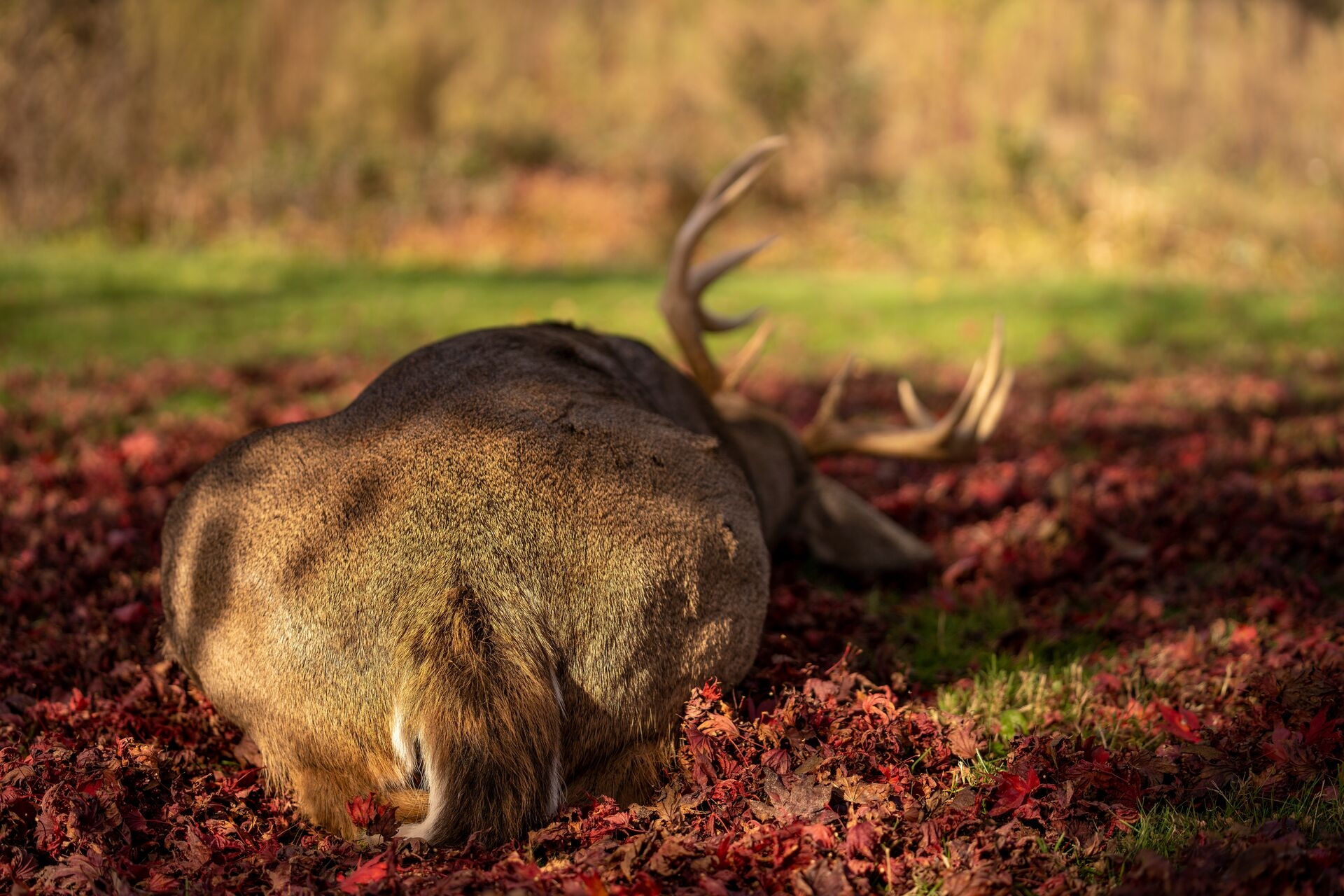 Tricks and Tips for Field Dressing a Deer | Hunter-ed.com™