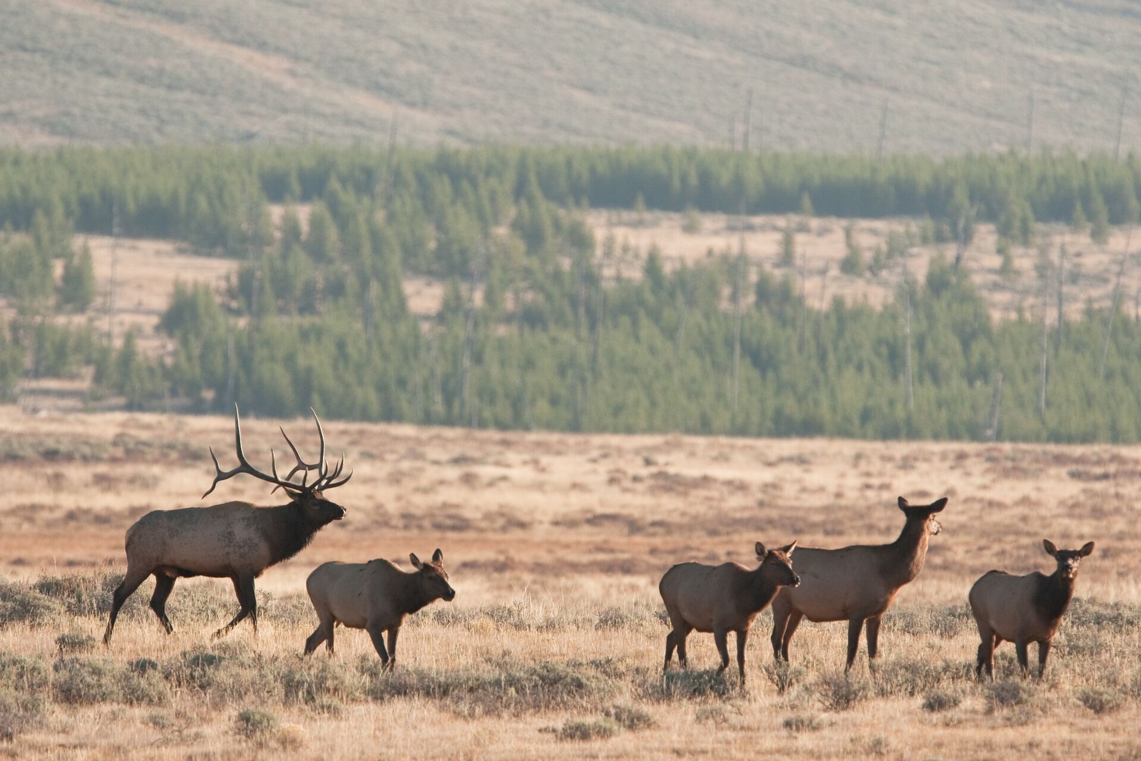 Understanding Colorado Hunting Regulations | Hunter-ed.com™