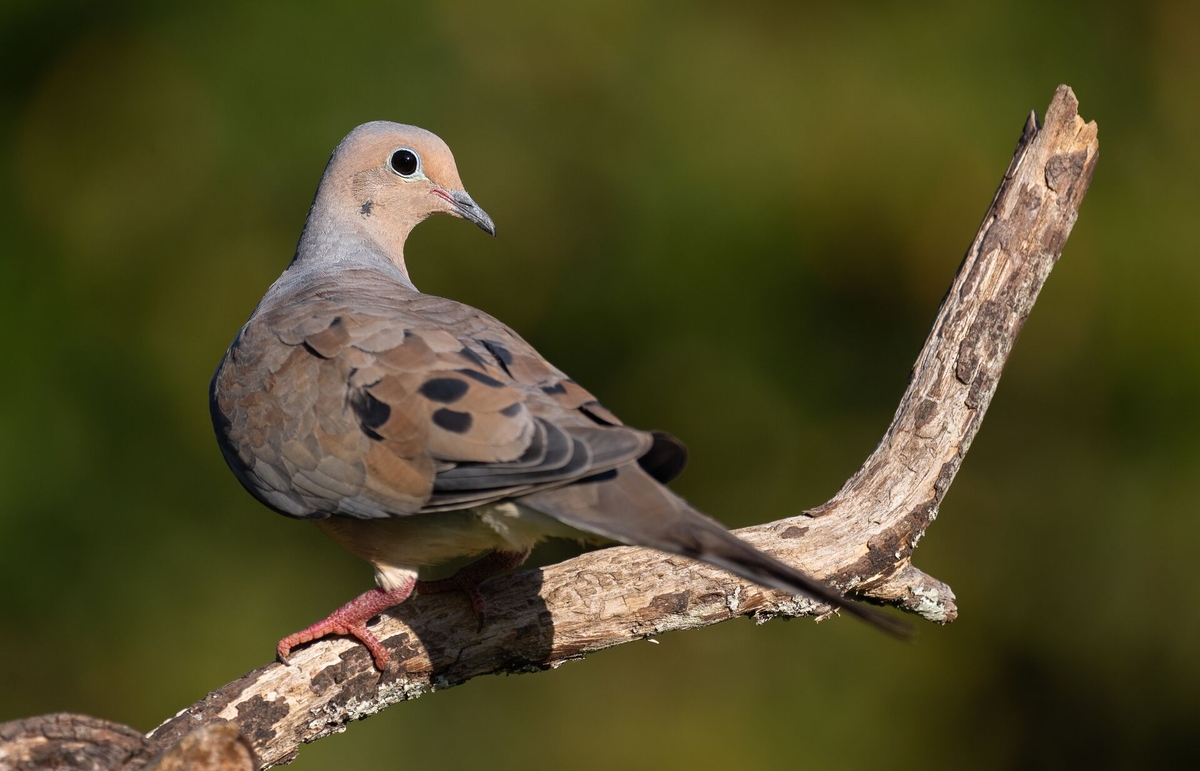 What is Upland Game (and What Can You Hunt)? | Hunter-ed.com™