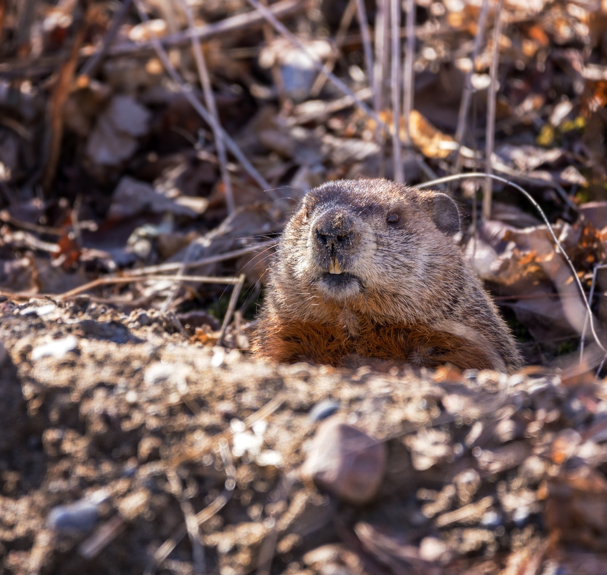 Groundhog Hunting in PA: When to Hunt | Hunter-ed.com™