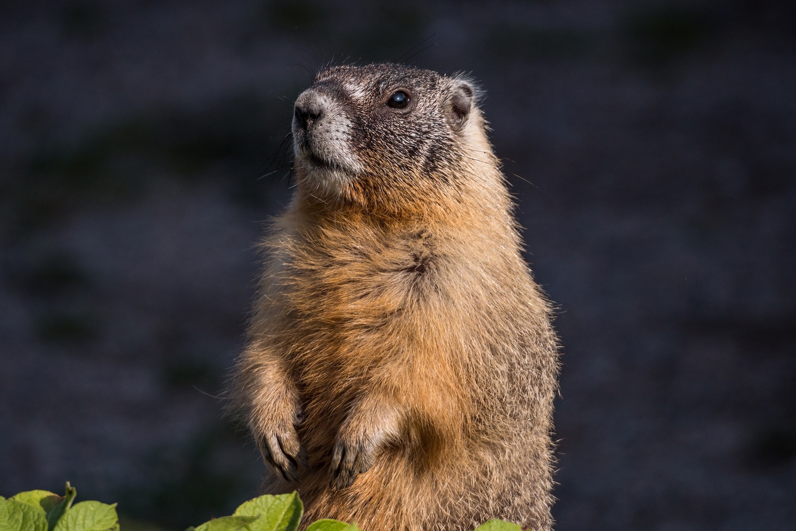 Groundhog Hunting in PA: When to Hunt | Hunter-ed.com™