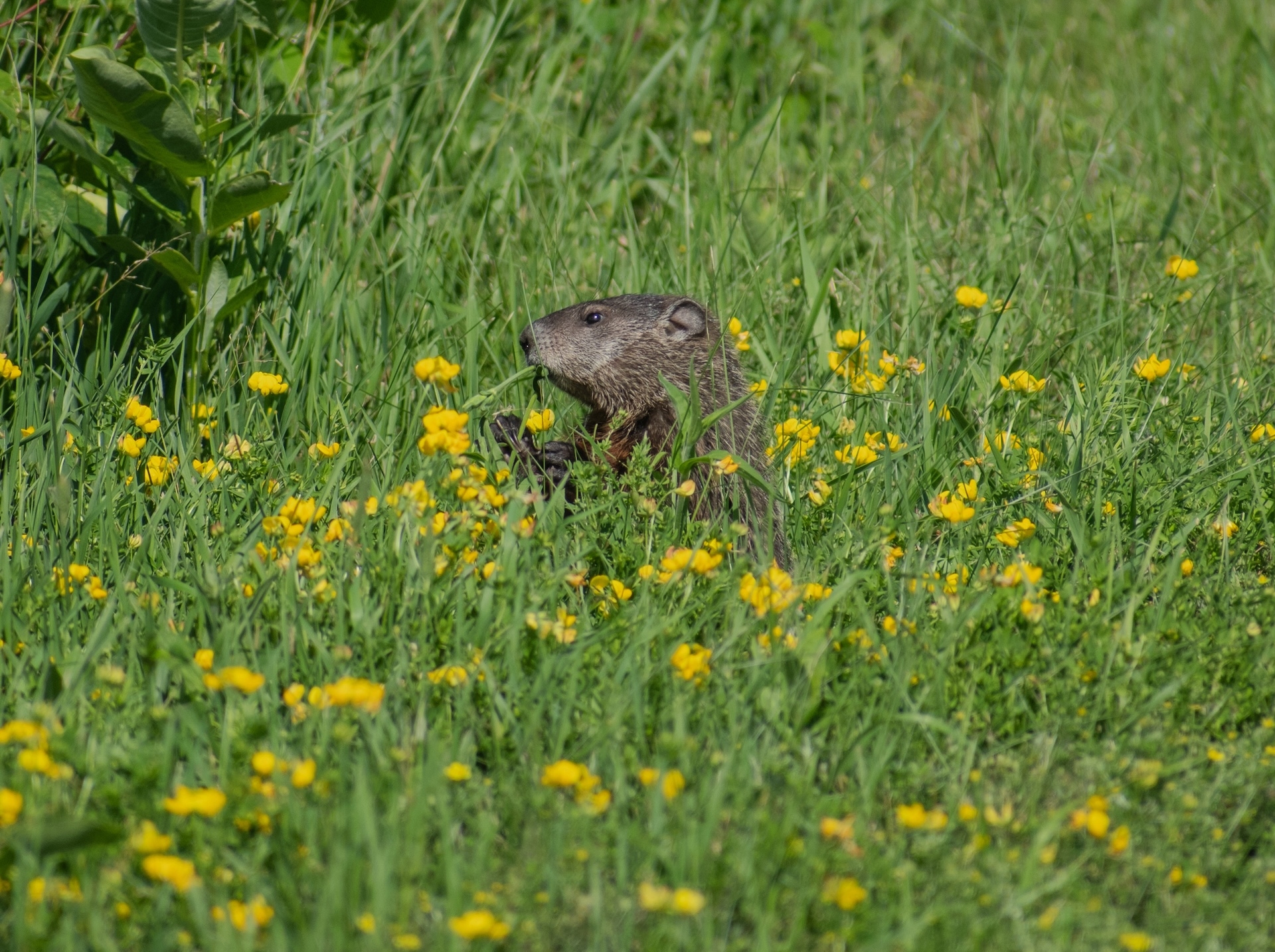 Groundhog Hunting in PA: When to Hunt | Hunter-ed.com™