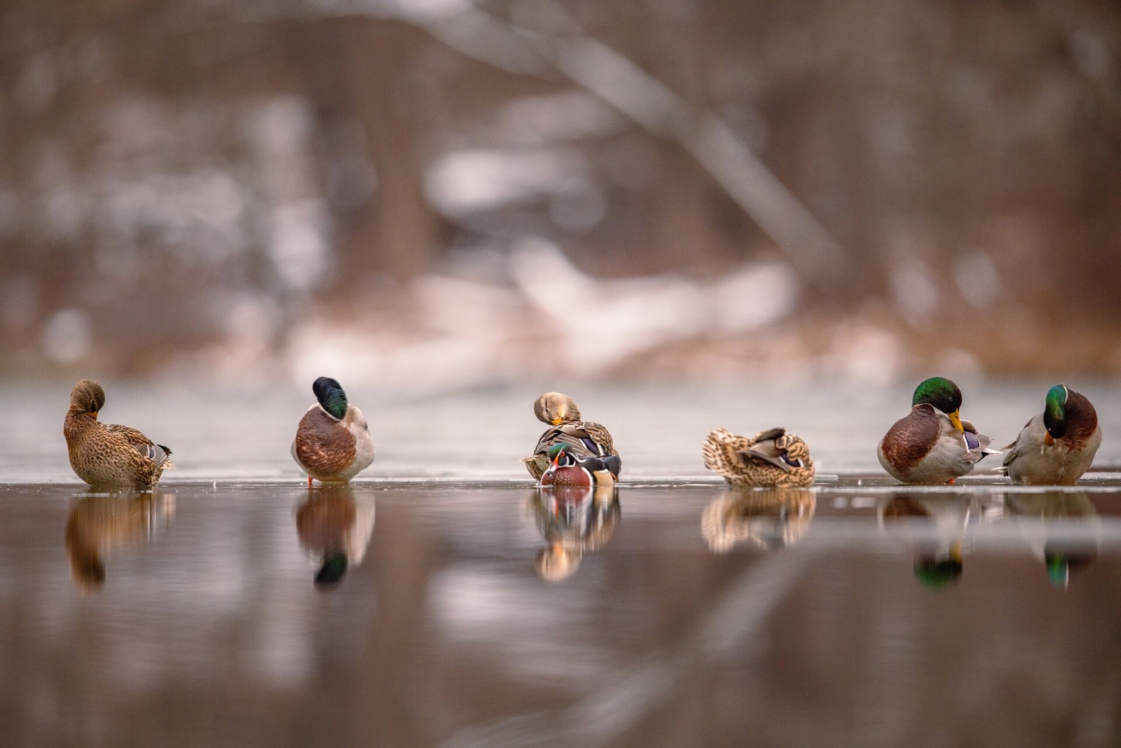 An Overview of Hunting Regulations: What They Are | Hunter-ed.com™