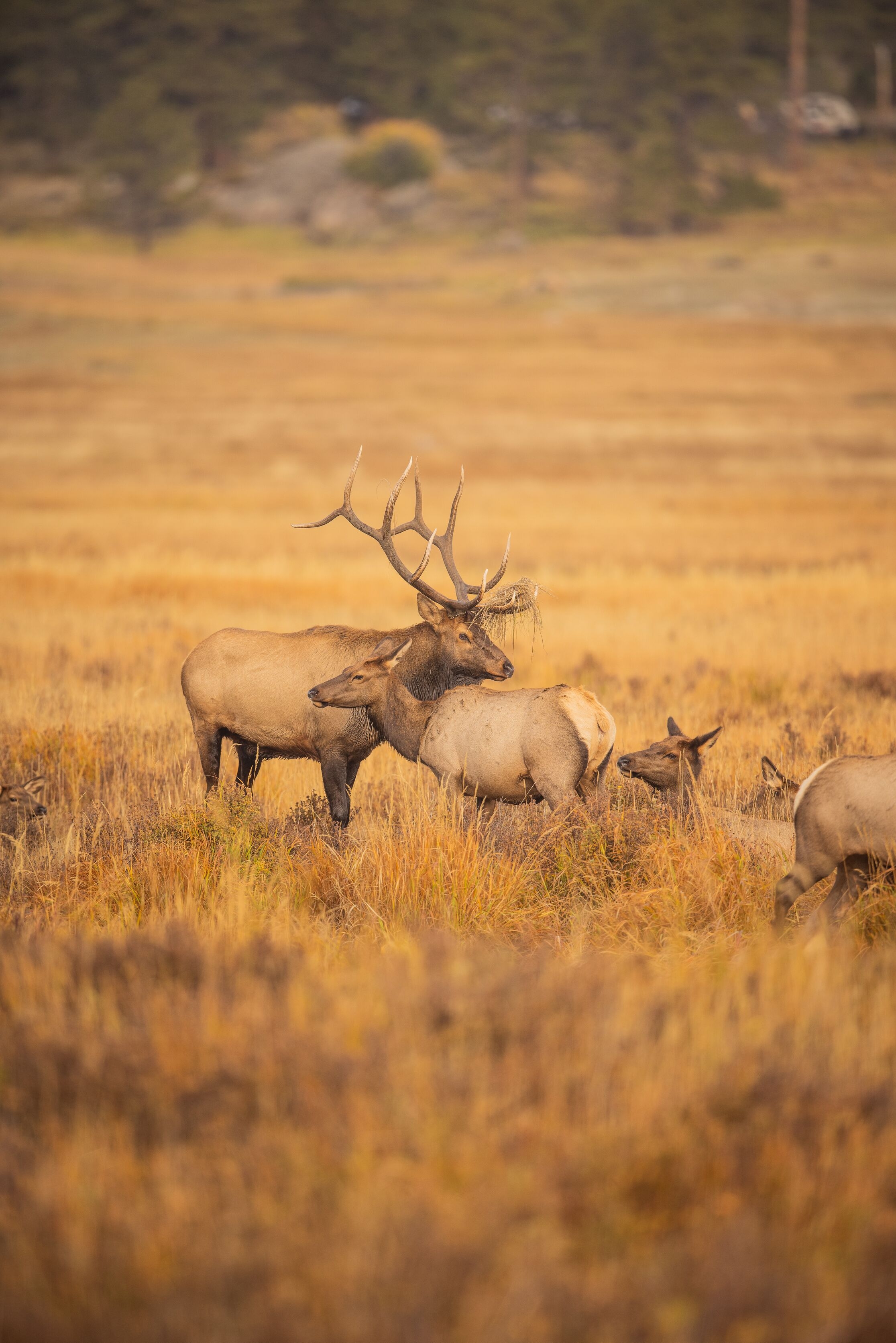 What Is an Elk Draw (and How They Work) | Hunter-ed.com™