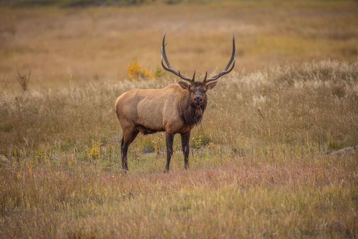 What Is an Elk Draw (and How They Work) | Hunter-ed.com™