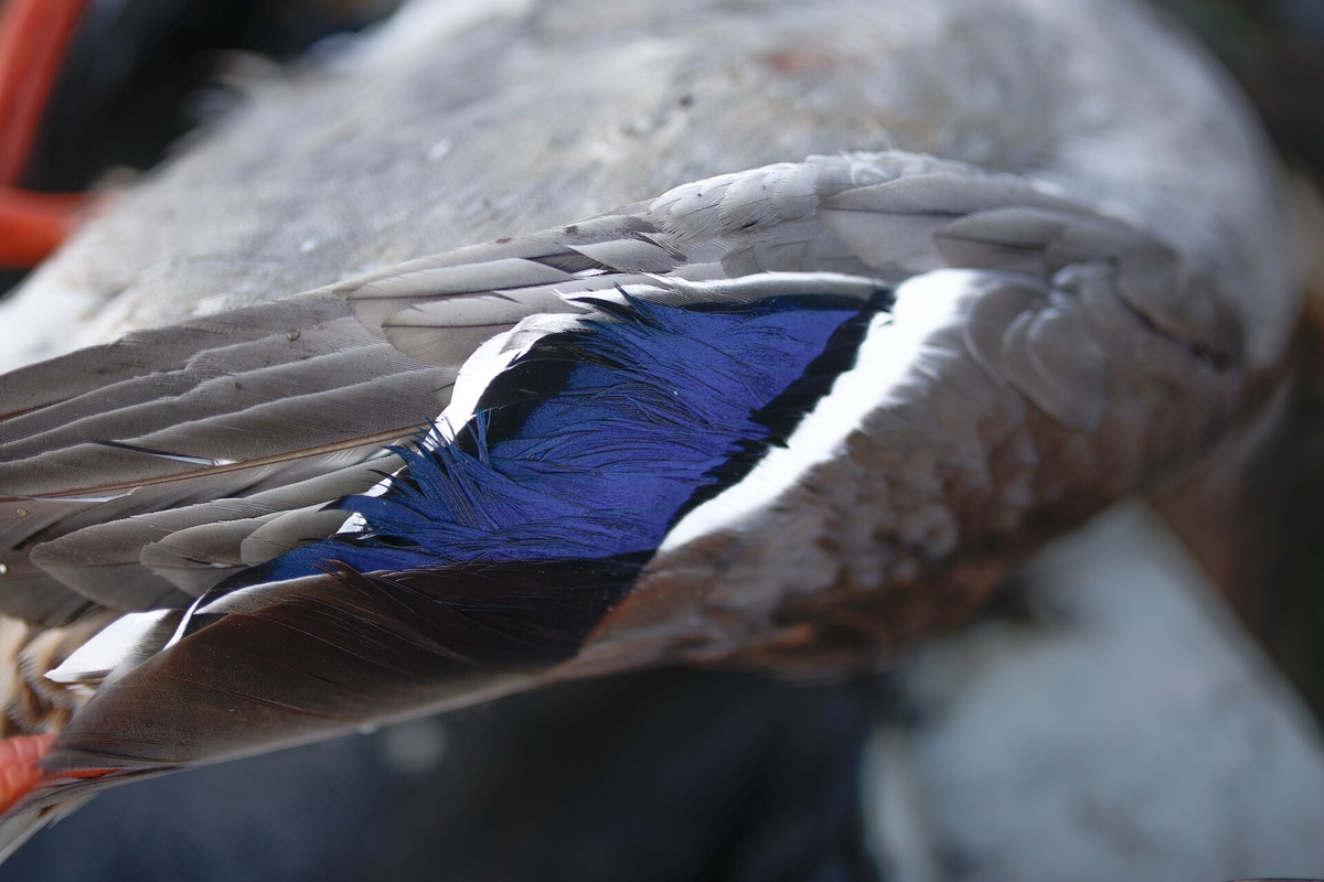 Best Late Season Duck Hunting Tips | Hunter-ed.com™