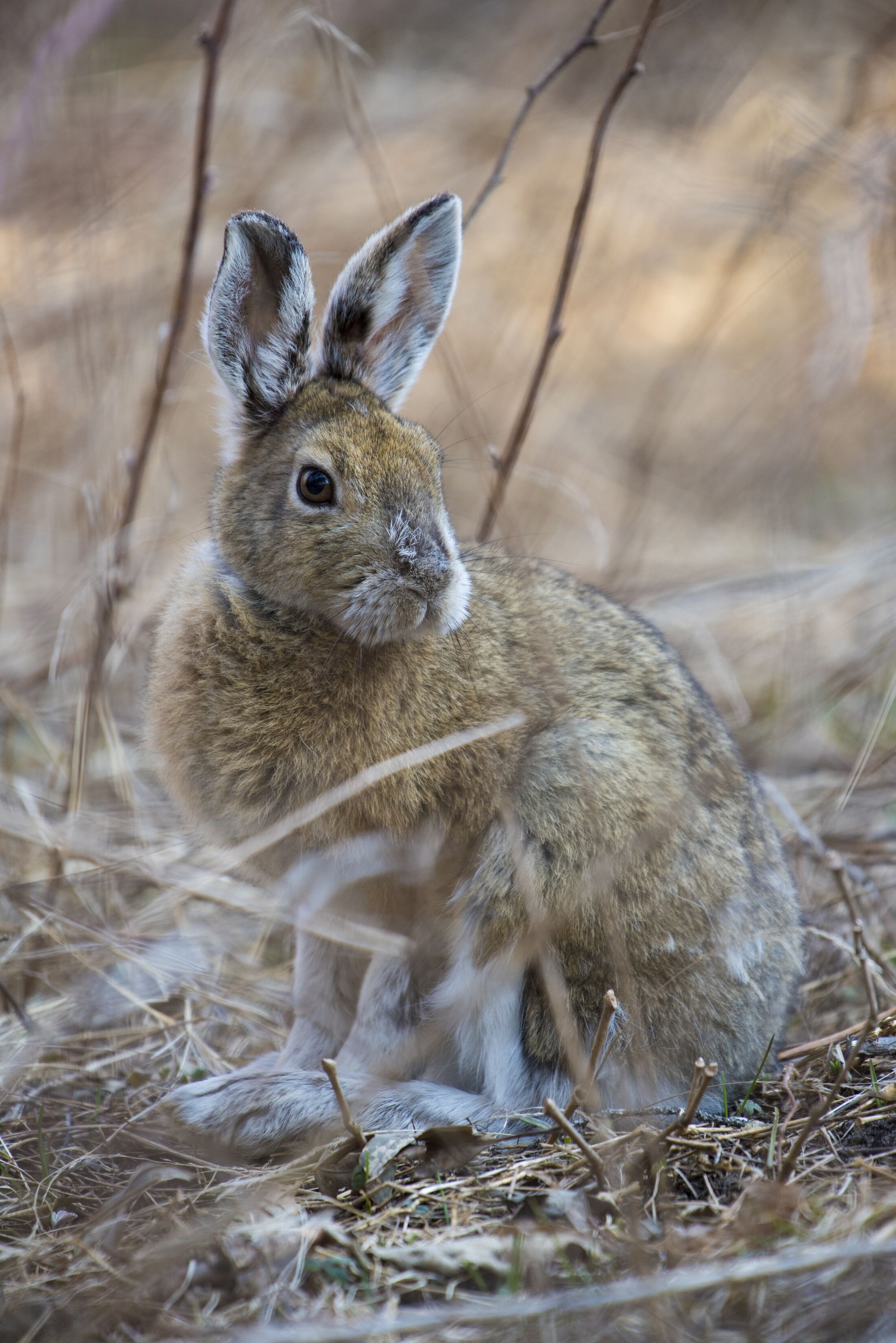 Rabbit Hunting Arizon (a How-To Guide) | Hunter-ed.com™