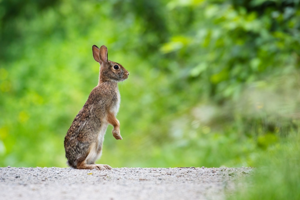 Rabbit Hunting Arizon (a How-To Guide) | Hunter-ed.com™