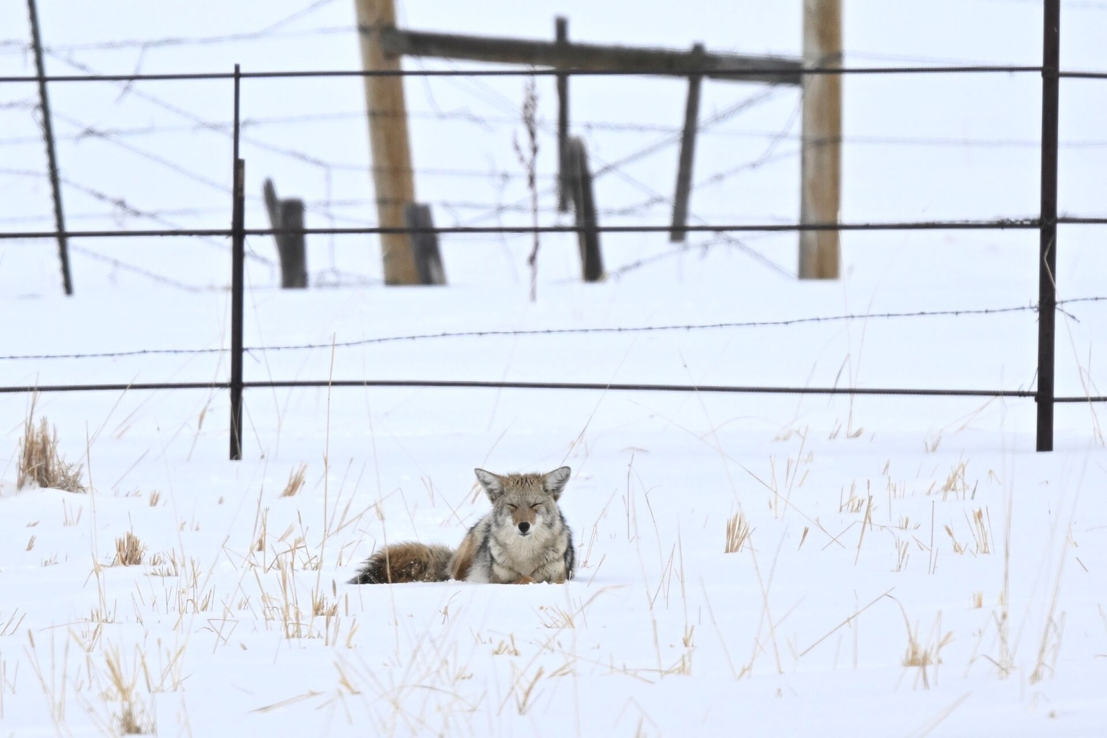 A Guide to Coyote Trapping Sets | Hunter-ed.com™