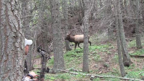 Tips for DIY Elk Hunting Success | Hunter-ed.com™