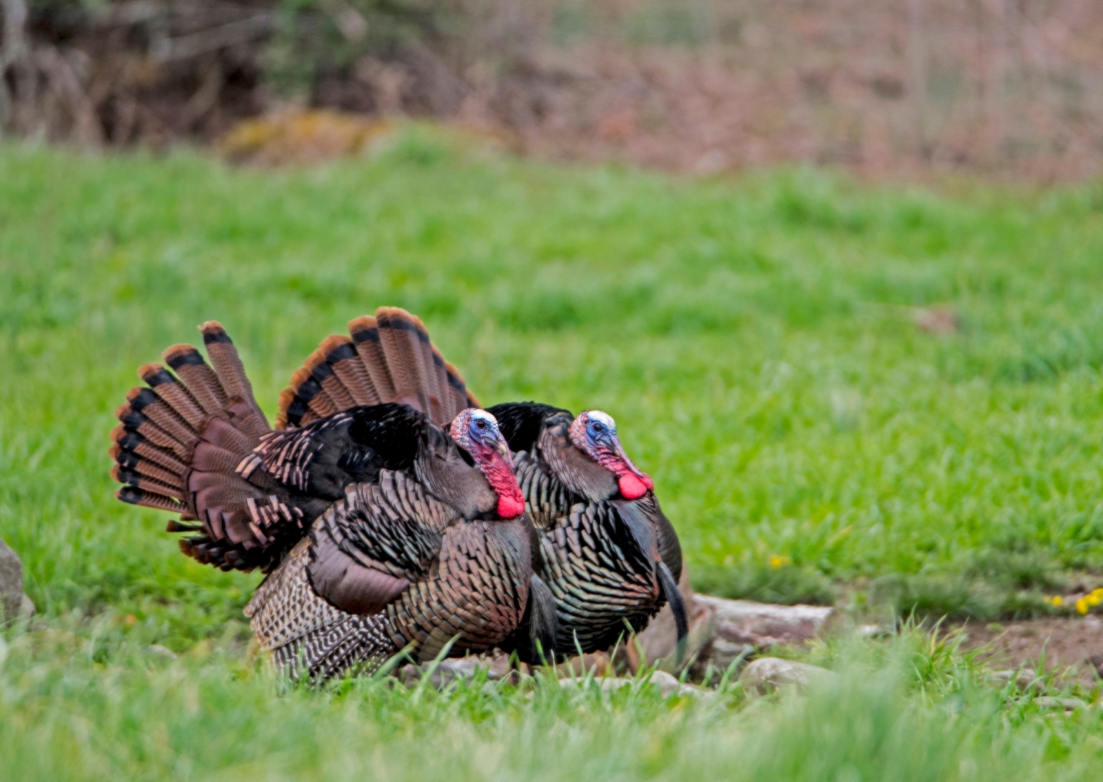 Hunter Tip: How to Determine Your Safe Zone-of-Fire | Hunter-ed.com™