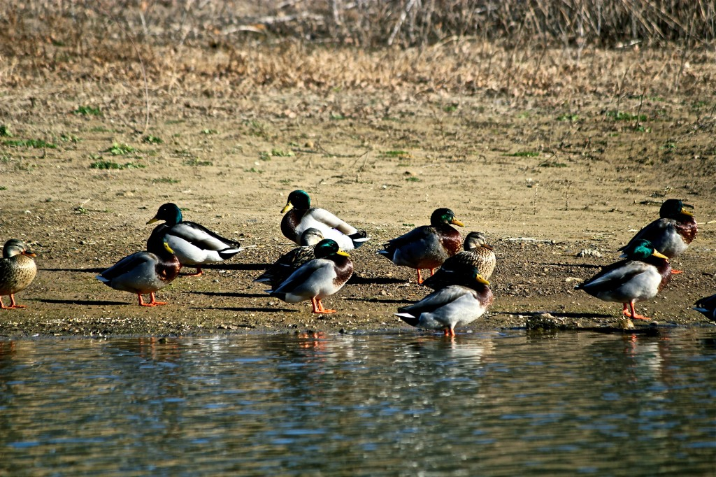Duck Hunting: The Beginner's Guide | Hunter-ed.com™
